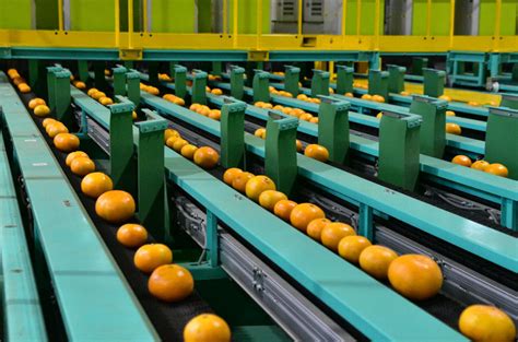 三ケ日みかん集荷開始糖度高くここ数年で最高 AI搭載の選果システム稼働3年目静岡新聞DIGITAL 静岡県のニュース