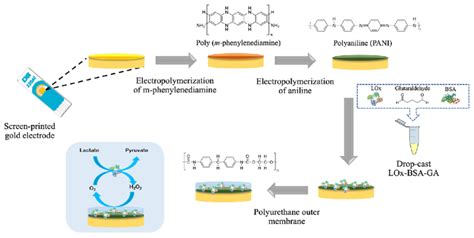 Schematic Illustration Of The Lactate Biosensor Fabrication Using Download Scientific Diagram