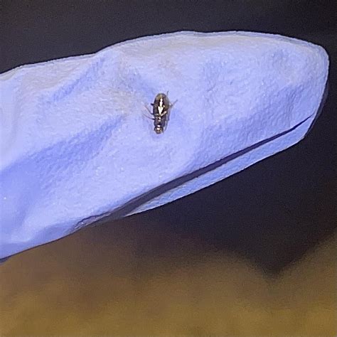 Mystery Bug Part 2 Rwhatsthisbug