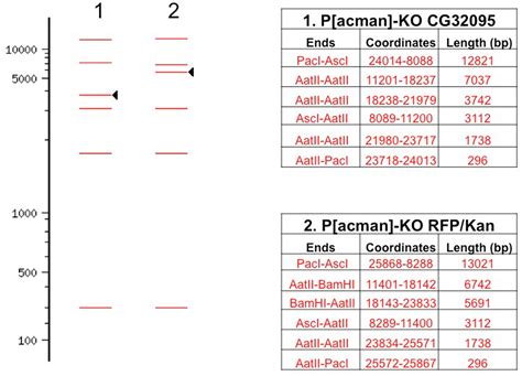 Recombineering Homologous Recombination Constructs In Drosophila Text Page