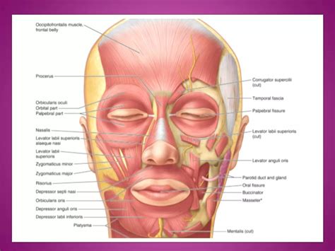 Scalp Temple And Face Pdf
