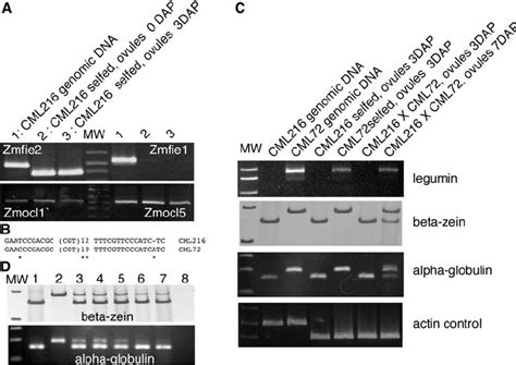 RT PCR Analyses Of Seed Expressed Genes In Maize Download Scientific Diagram