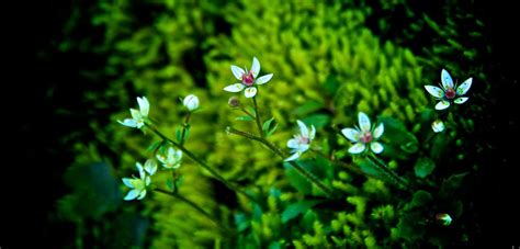 8b økologi Diagram Quizlet