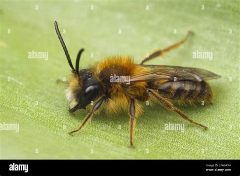 Andrena Armata Red Furred Sand Bee Fox Red Sand Bee Fox Red Earth Bee Tawny Mining Bees