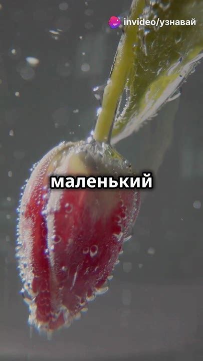 Самый маленький фрукт😱 фрукты факты познавательный новости Youtube