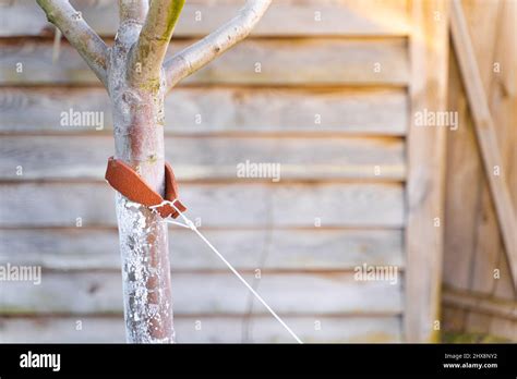 The Apple Tree Is Tied Up With A Leather Patch Aligning The Growth Of Trees In The Garden Stock