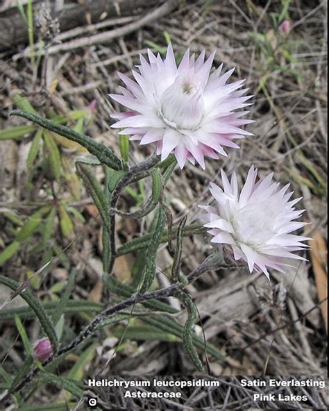 Helichrysum Leucopsideum