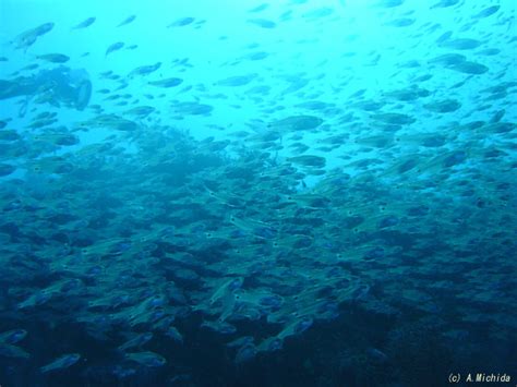 SONY Marine Diver S Club Image Gallery