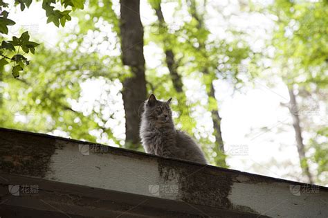屋顶上的猫