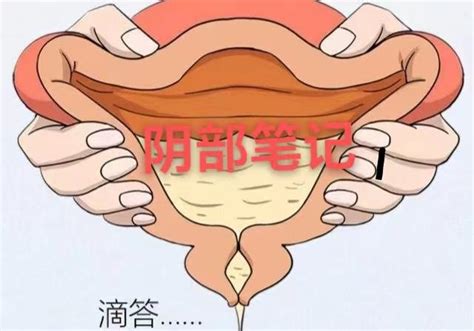阴部笔记 第七章 阴部在生命不同阶段的变化 知乎