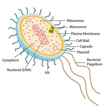 Bacterial Cell Structure Prokaryotic Cell With Nucleoid Flagellum My Xxx Hot Girl