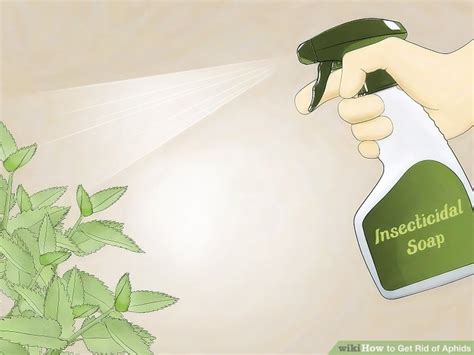 Ways To Get Rid Of Aphids WikiHow