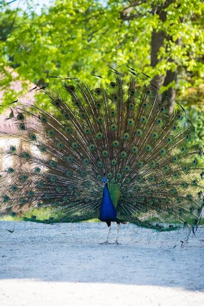Premium Photo Portrait Of A Peacock With An Open Tail