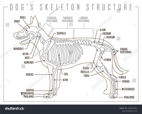 577 Dog Skeleton Spine Stock Vectors And Vector Art Shutterstock