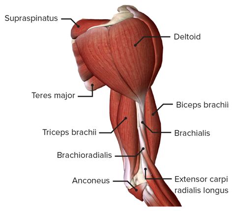Arm Muscles Diagram