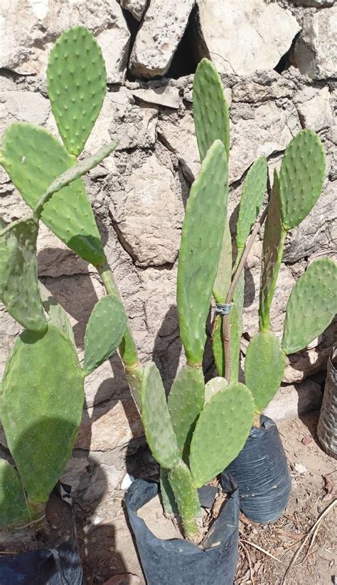 Prickly Pear Seedling Qamhawey Shop