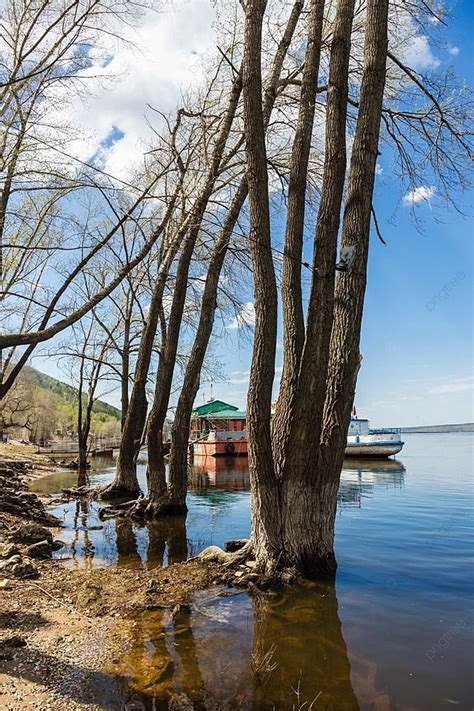 Flooded Trees On The River Bank Flooded Trees On The River Background And Picture For Free