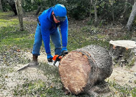 Proper Techniques For Tree Pruning A Beginner S Guide