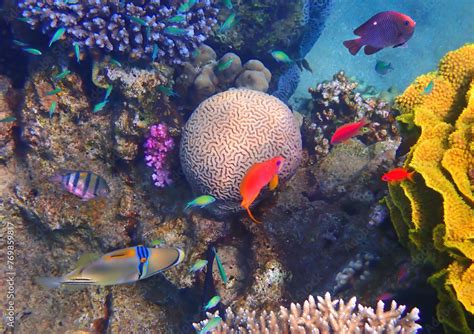 Amazing Nature Of Coral Reefs Showing Great Biodiversity Of Tropical Marine Ecosystems That Is