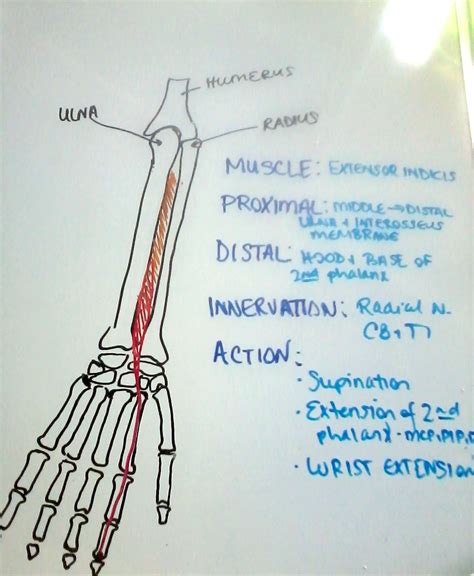 Andrea Jean Jumping Bean Extensor Indicis