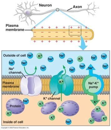 Resting Membrane Potential Diagram Quizlet