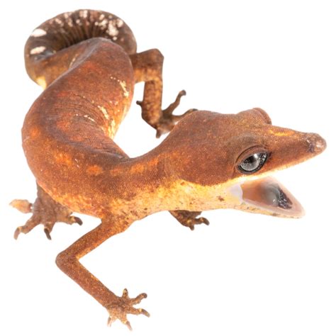 Cat Gecko Reptichip Llc