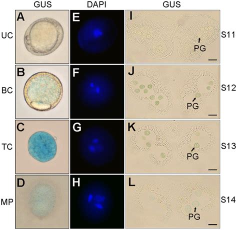 Gus Expression Driven By P158 In Developing Pollen A H Dapi