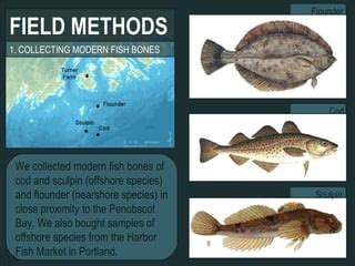 Field Methods PPT Fishing Sports Sports
