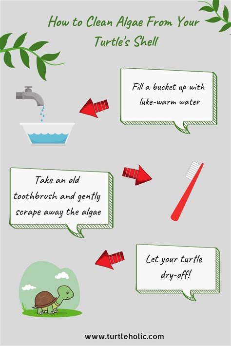 How To Clean Algae Off A Red Eared Slider S Shell