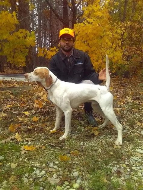 English Pointers Breeding