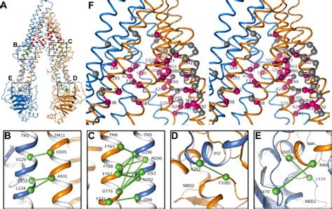 Agreement Of Improved Mouse Pgp Structure With Biochemical Data A