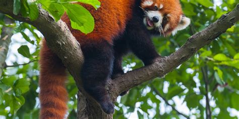 What Plants Are In The Red Panda S Habitat