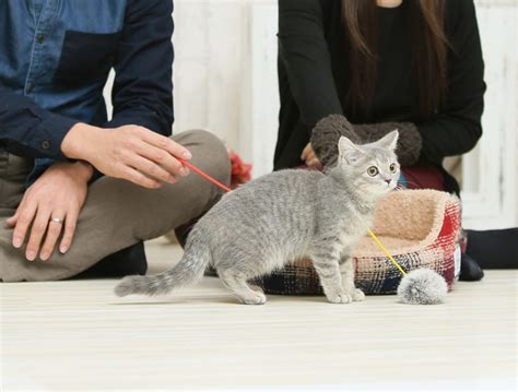 猫の習性を理解して子猫のしつけに生かそう！トイレのしつけや食事の教え方 松波動物メディカル ペットのお役立ちコラム