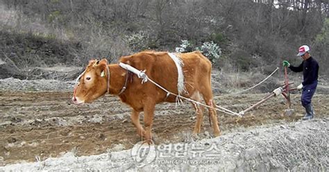 정겨운 농촌 소 밭갈이