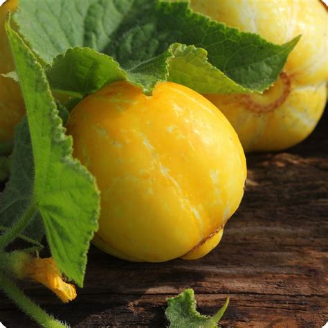 Cucumber Seeds Lemon The Incredible Seed Company Ltd