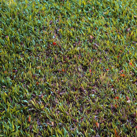 Premium Photo The Surface Of The Grass Layer Is Yellow Texture