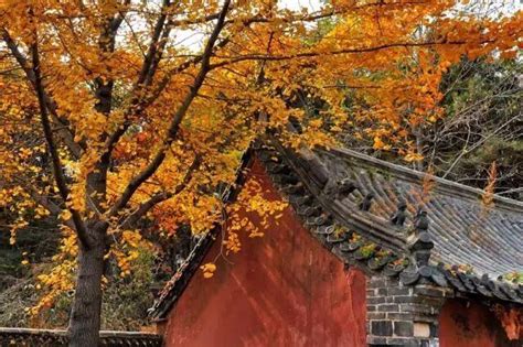 銀杏染深秋去蒙山看銀杏去 每日頭條