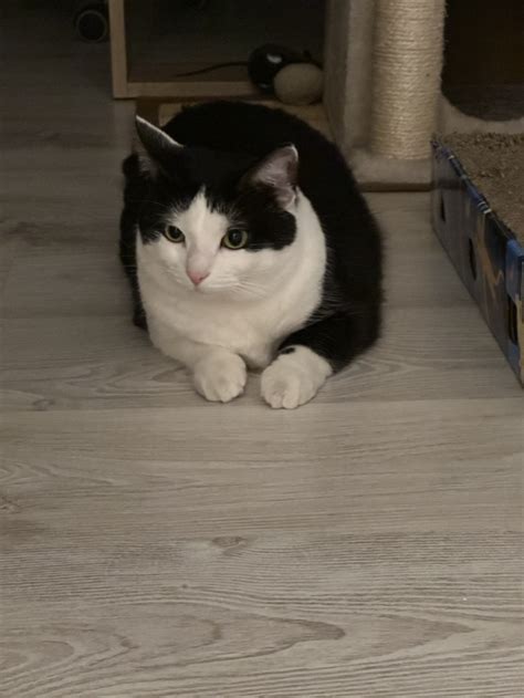 Cat Detection Object Detection Dataset By Alex S