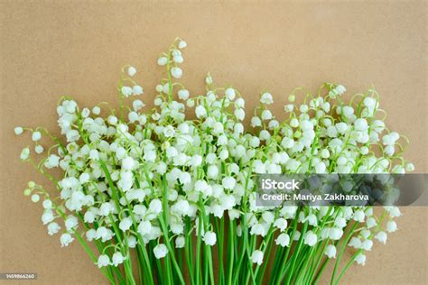 계곡의 백합 테이블에 첫 번째 봄 꽃의 무리 평면도 텍스트를위한 공간 3월 8일 여성의 날 어머니의 날 생일에 엽서에 대 한 아름 다운 꽃 배경 0명에 대한 스톡 사진 및