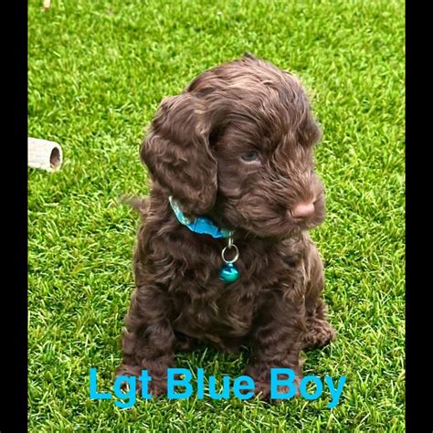Cockapoo Sale Skegness Lincolnshire Ready Now Beautiful Teddy Bear F1 Cockapoo Puppies