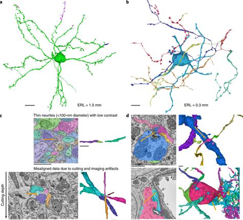 Inspection Based Analysis Of Segmentation Accuracy Ab Neuron
