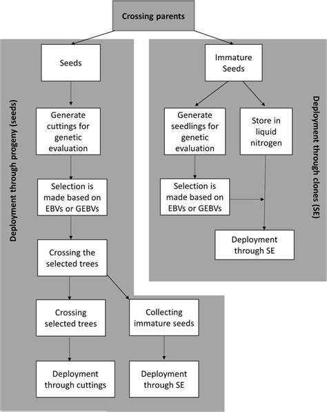 Two Deployment Options Deployment Of Progeny Or Clones Of The Selected
