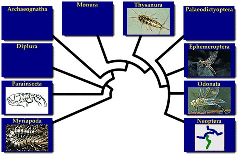 Uniramia Alchetron The Free Social Encyclopedia