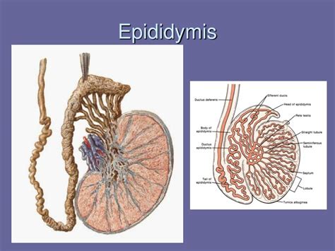 Epididymis Function