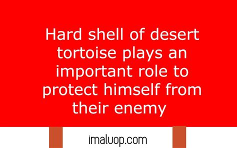 Adaptations In Desert Tortoise Imaluop