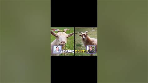 캐시미어는 양 염소 염소수염 도대체 뭐냐고요 Shorts Youtube