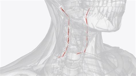 Premium Photo Each Anterior Cervical Intertransversarii Muscle