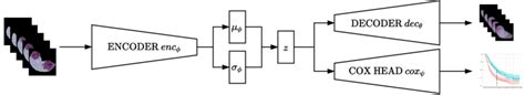 Coxvae Multi Task Architecture The Encoder Enc φ Estimates The