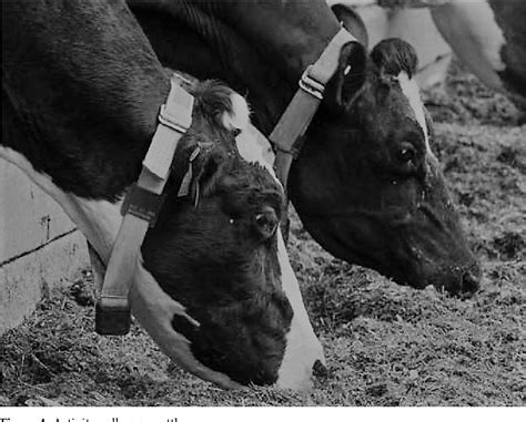Figure 4 From Classification Of Cattle Behaviours Using Neck Mounted Accelerometer Equipped