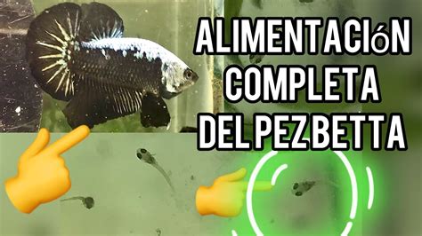 Charlas De Cafe Bettero Alimentacion Del Pez Betta Desde Huevoadulto